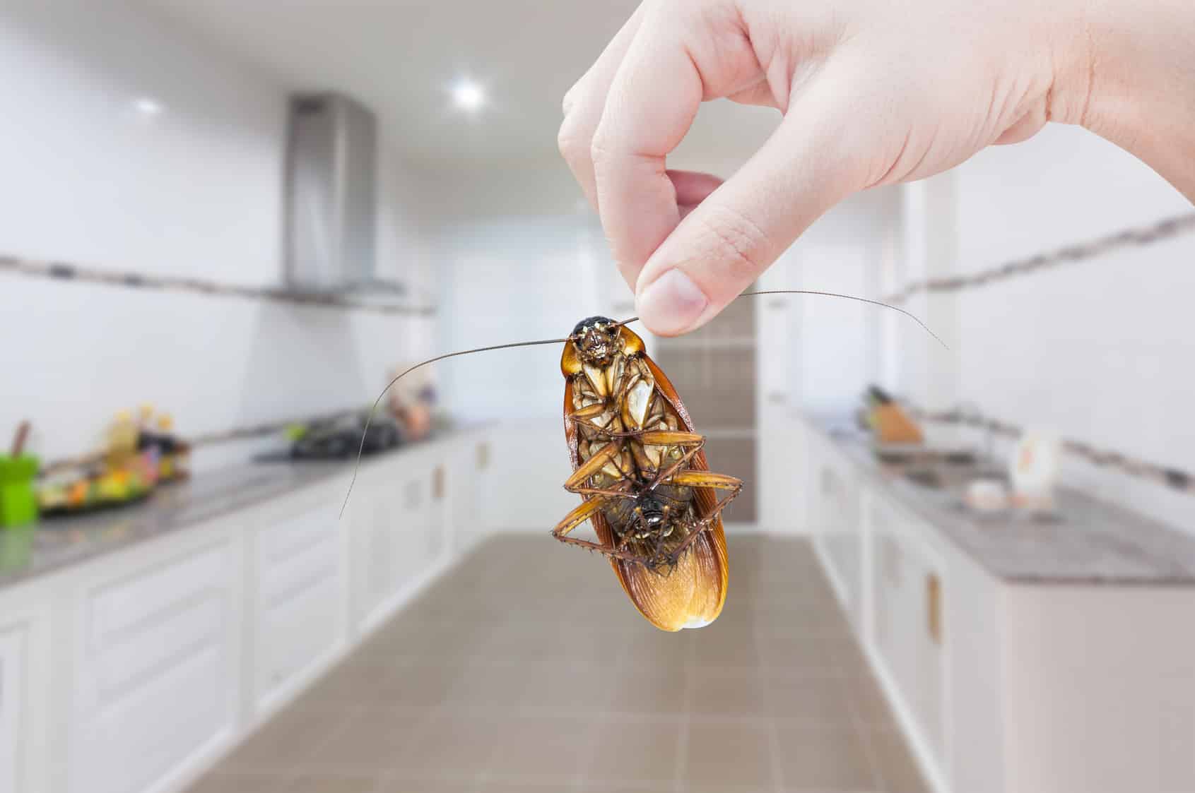 Des nuisibles dans la maison : comment s’en débarrasser